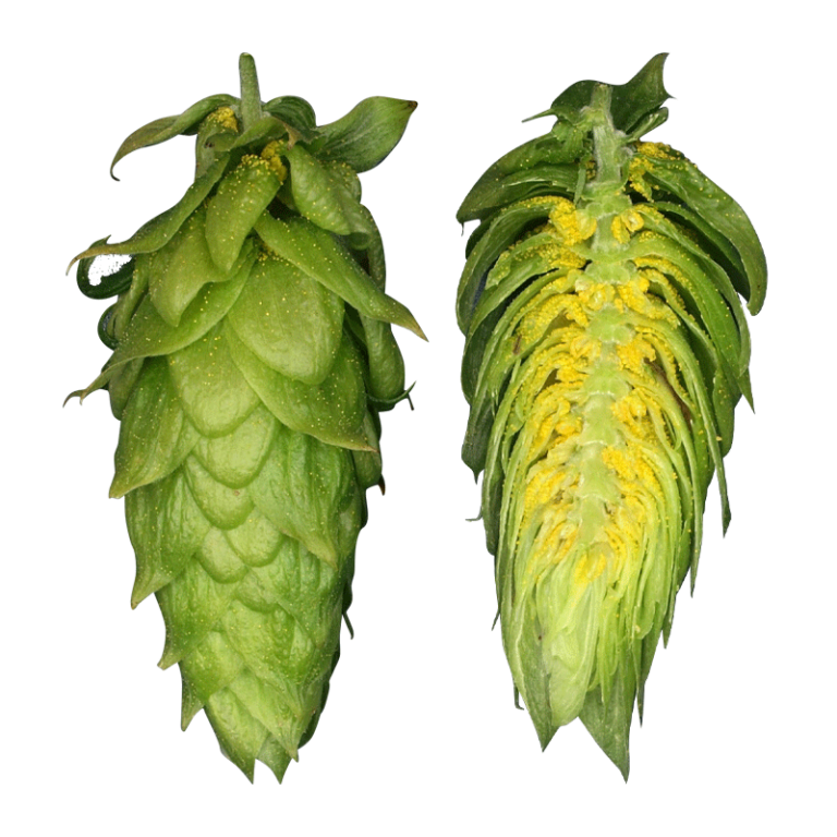 Hops | Total support of brewing companies. BET Co., Ltd.