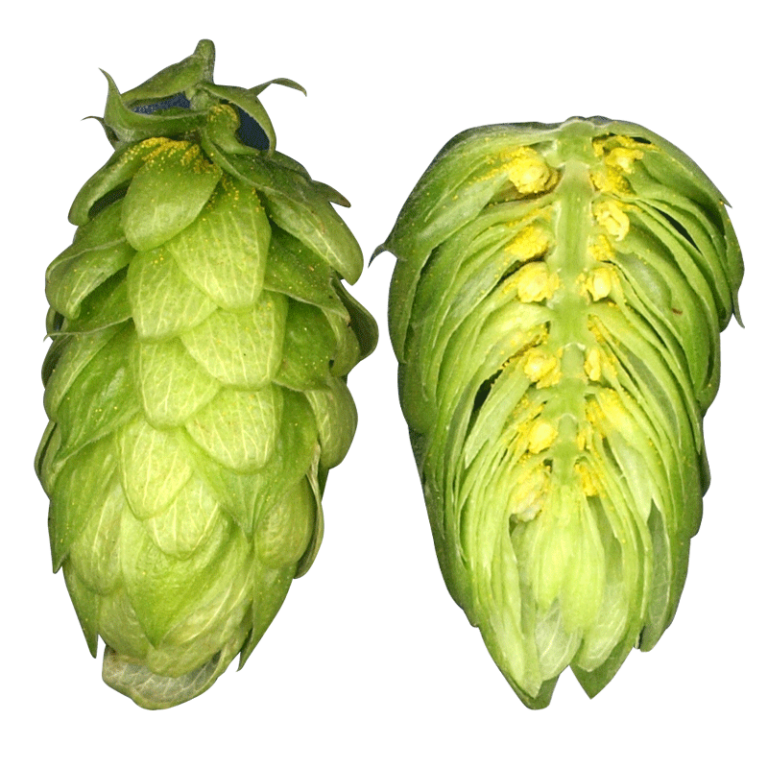 Hops | Total support of brewing companies. BET Co., Ltd.